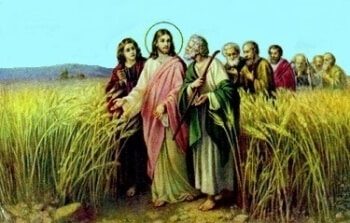 The-Parable-of-the-Weeds-in-the-Field - A CATHOLIC MOMENT